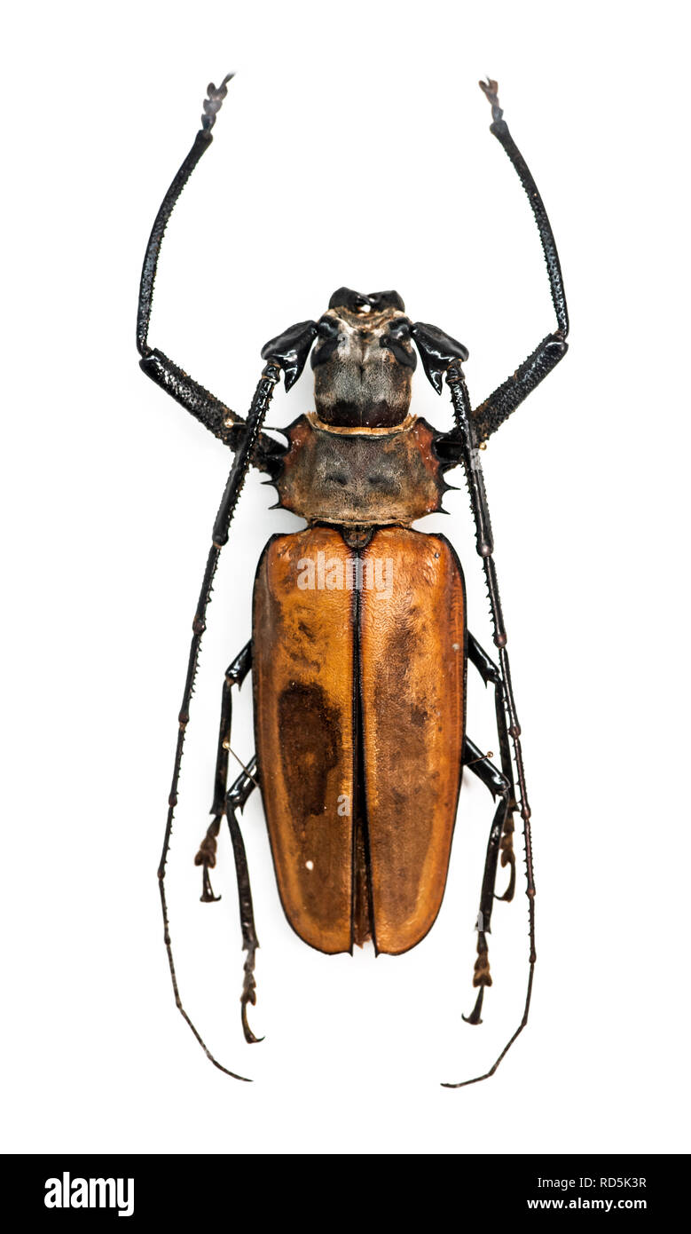 Big beetle white isolated. Brown colour bug with antennae Stock Photo ...