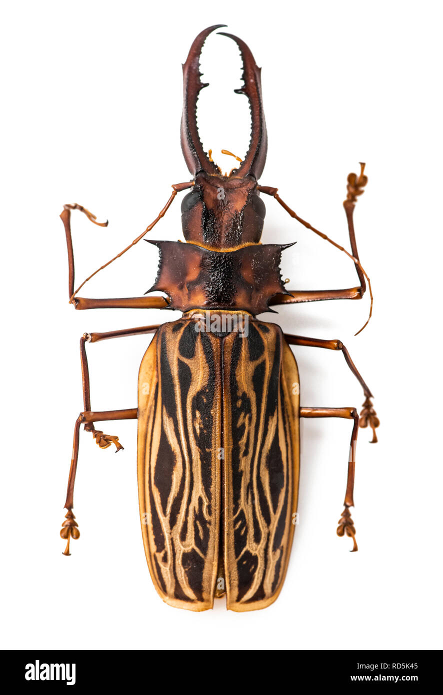 Brown colour Cut Out Stock Images & Pictures - Alamy