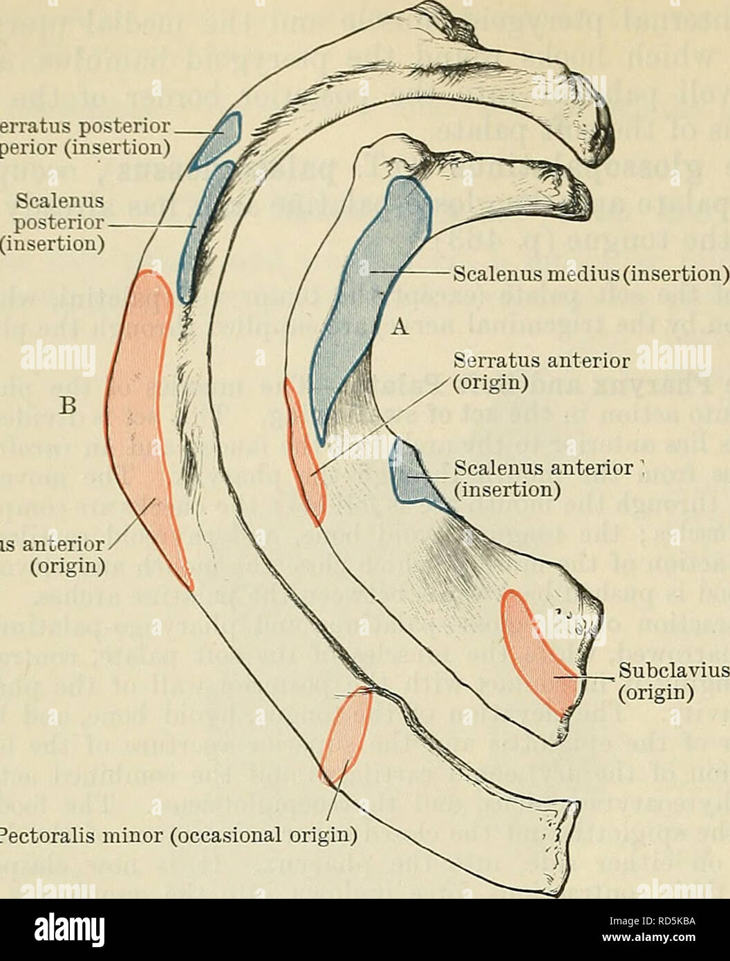 . Cunningham's Text-book of anatomy. Anatomy. 468 THE MUSCULAK SYSTEM ...
