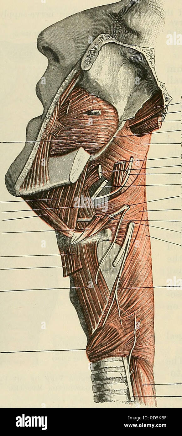 . Cunningham's Text-book of anatomy. Anatomy. 4:66 THE MUSCULAR SYSTEM ...