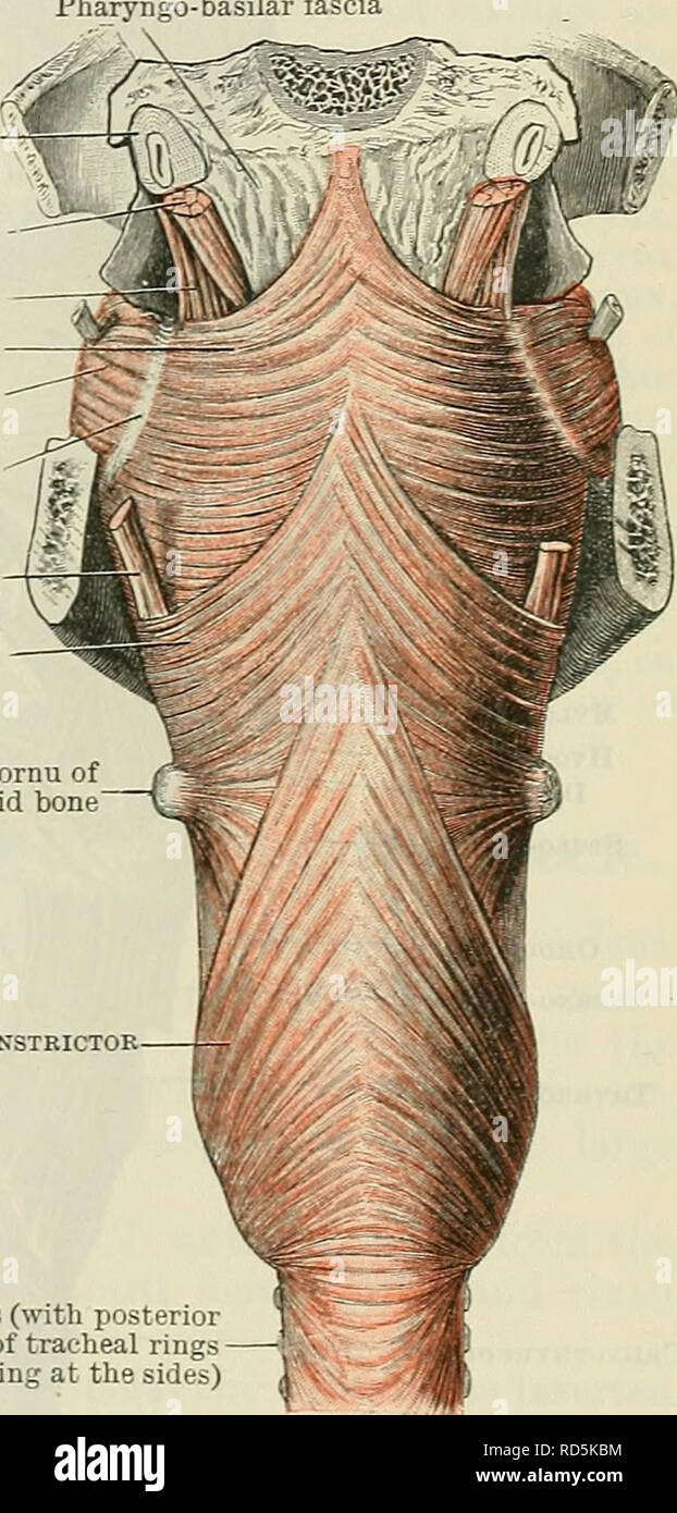 . Cunningham's Text-book of anatomy. Anatomy. THE MUSCLES OF THE ...