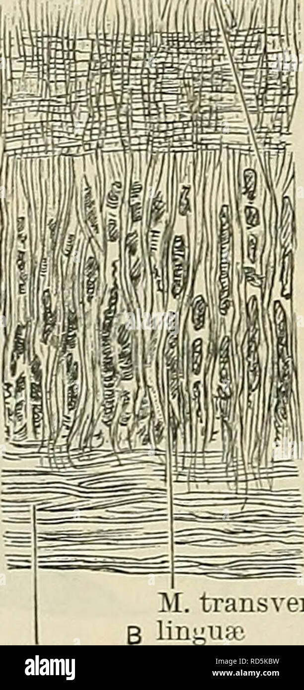 Genioglossus muscles hi-res stock photography and images - Alamy