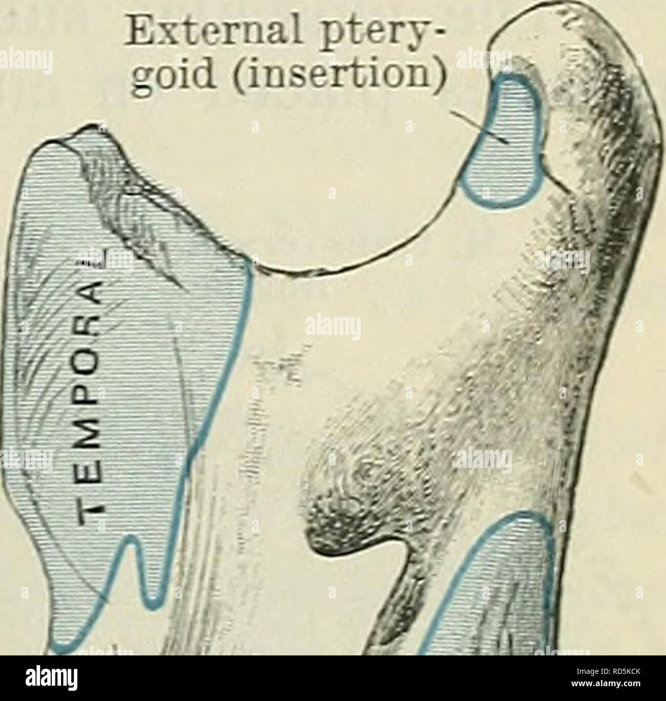 . Cunningham's Text-book of anatomy. Anatomy. THE MUSCLES OF THE HYOID ...
