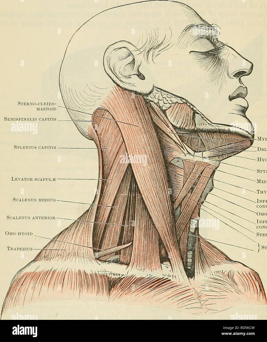 . Cunningham's Text-book of anatomy. Anatomy. 460 THE MUSCULAE SYSTEM ...
