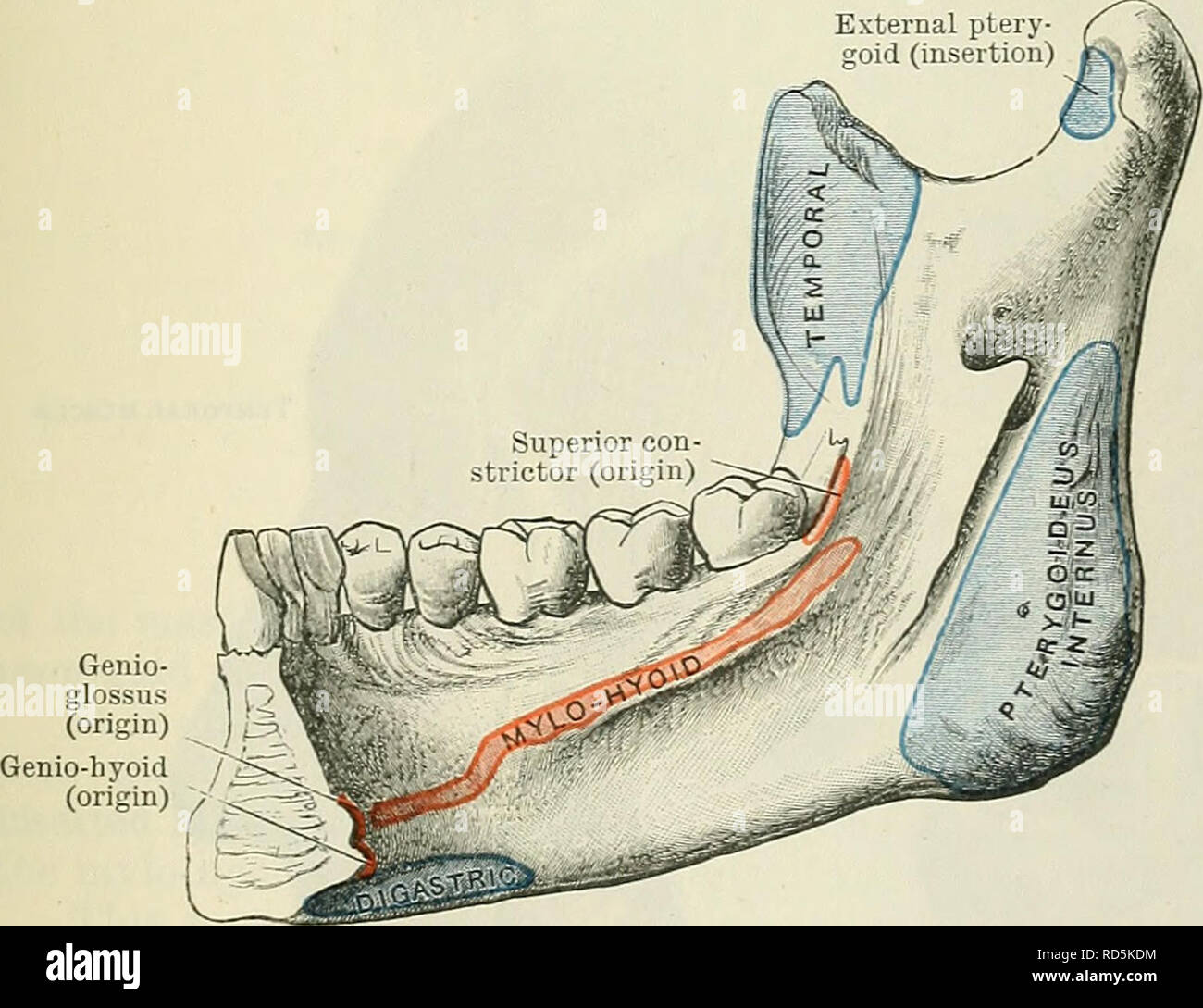 . Cunningham's Text-book of anatomy. Anatomy. M. triangularis (origin ...