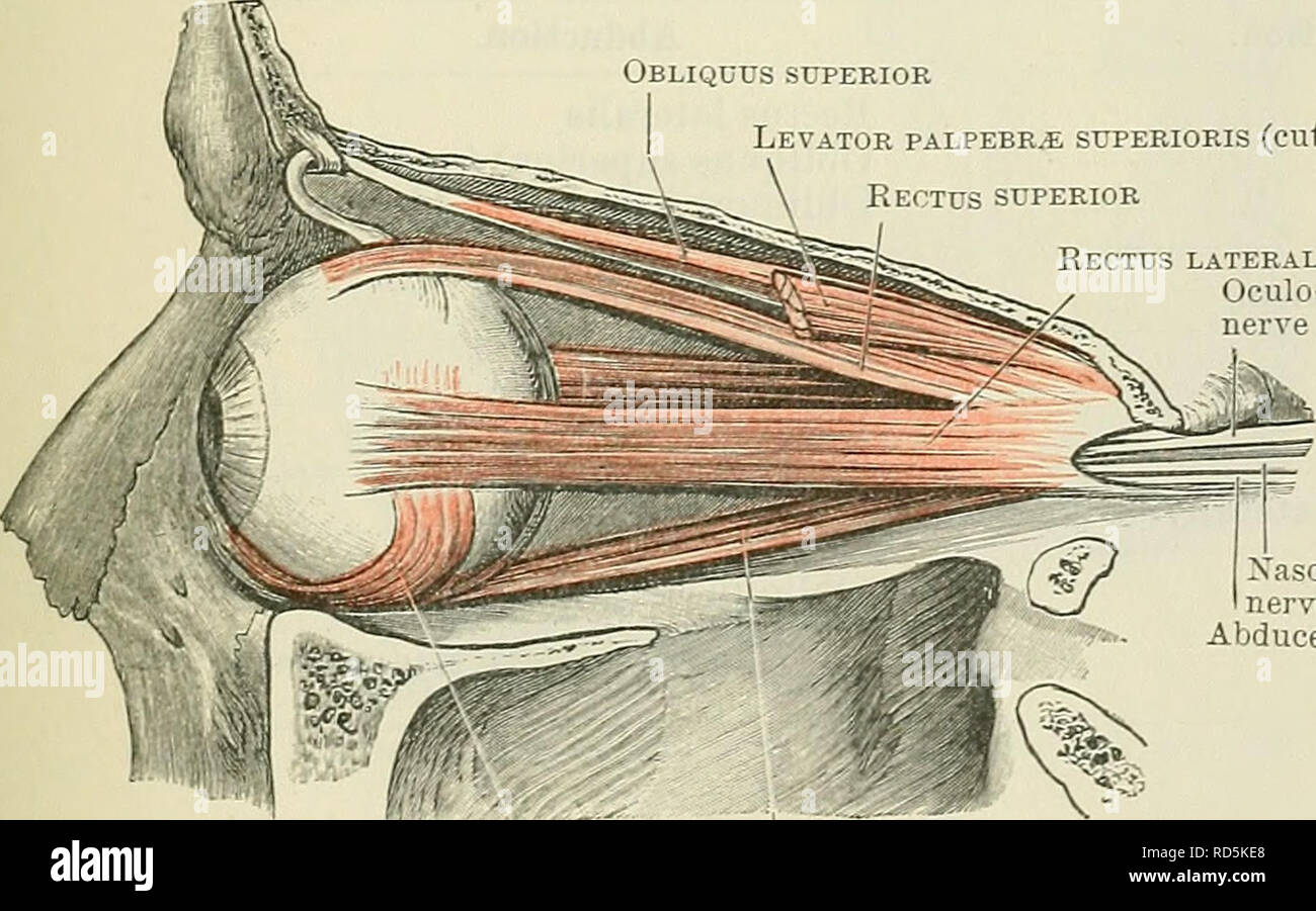 lateral rectus muscle