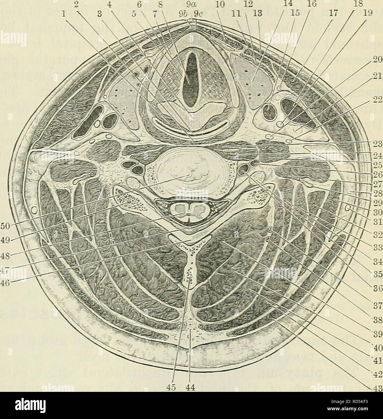 Superior Nuchal Line