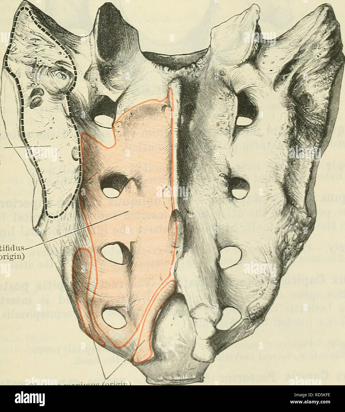 . Cunningham's Text-book of anatomy. Anatomy. Trapezius Semi spinalis ...