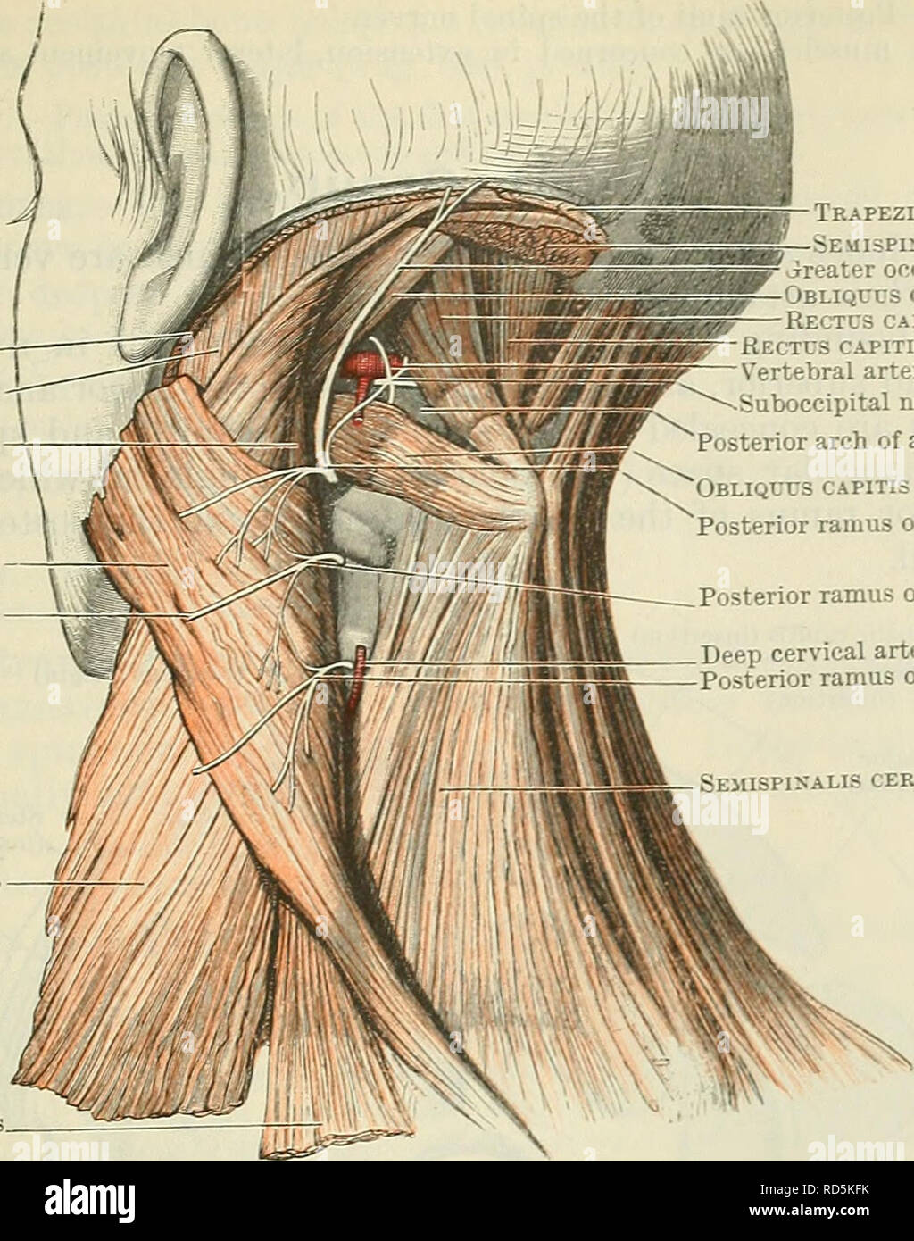 . Cunningham's Text-book of anatomy. Anatomy. THE MUSCLES OF THE BACK ...