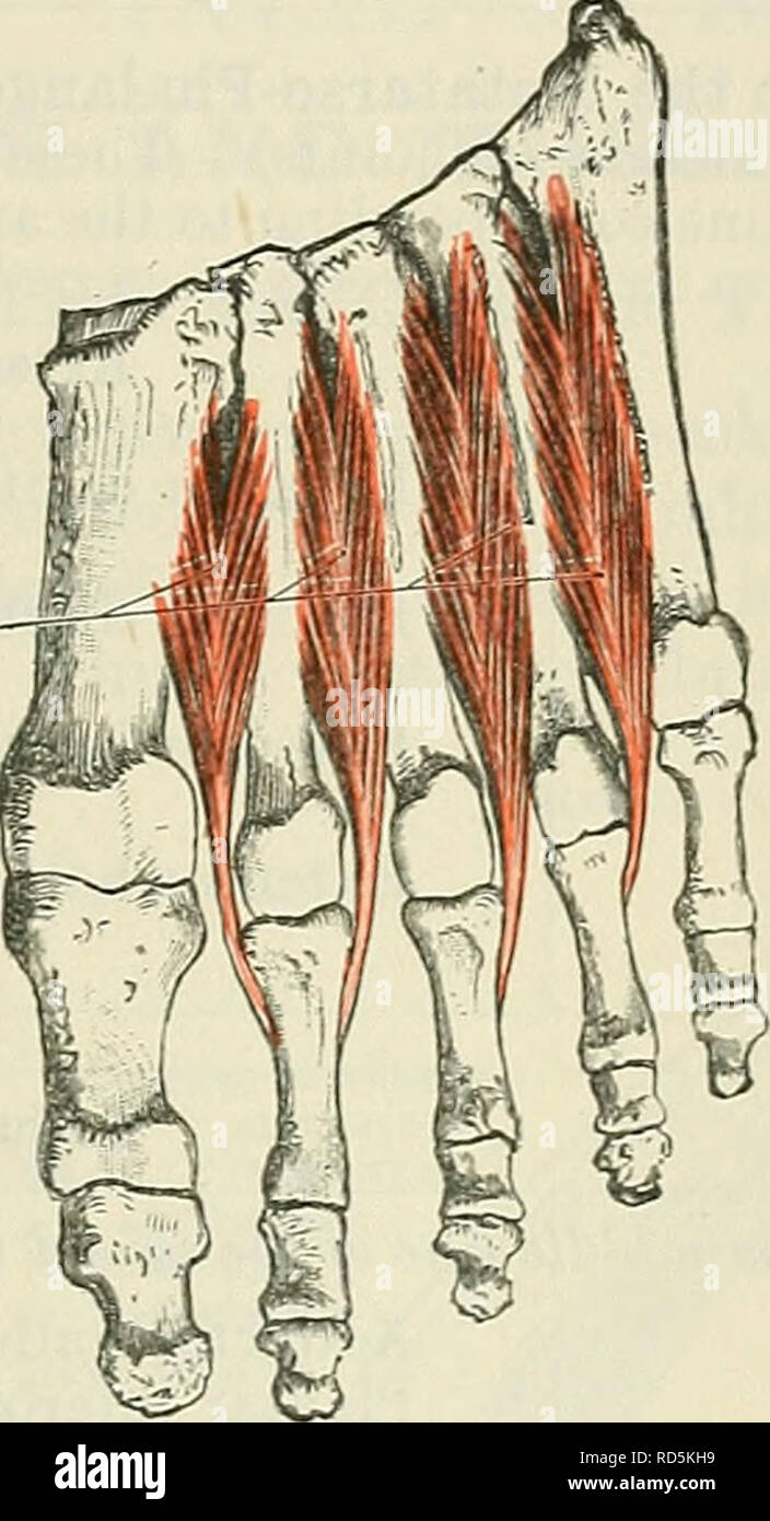 . Cunningham's Text-book of anatomy. Anatomy. THE MUSCLES IN THE SOLE ...