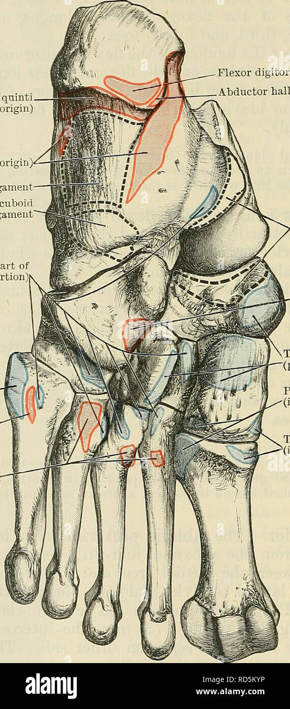 . Cunningham's Text-book of anatomy. Anatomy. 432 THE MUSOULAE SYSTEM ...