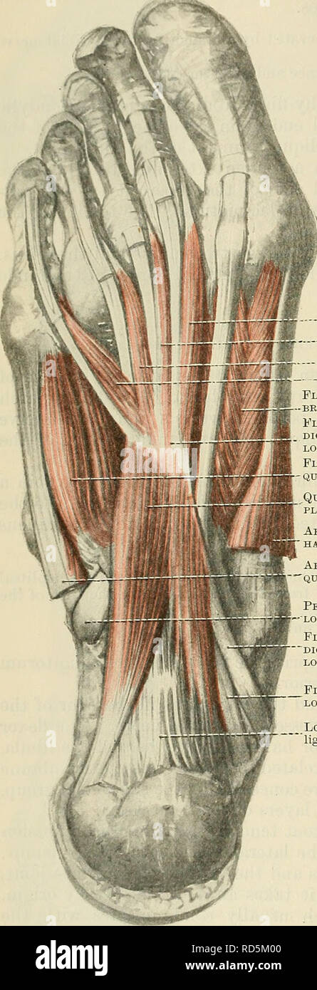 Flexor Digitorum Longus Tendon