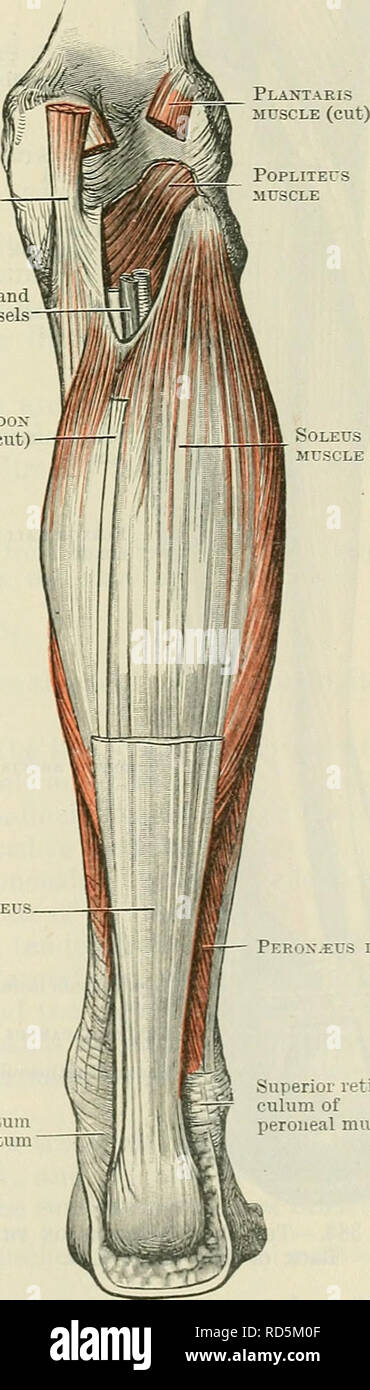 . Cunningham's Text-book of anatomy. Anatomy. Peron.eus LONGUS 'ERON ...