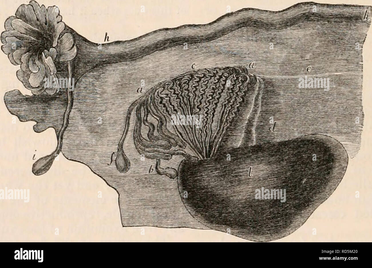 . The cyclopædia of anatomy and physiology. Anatomy; Physiology ...