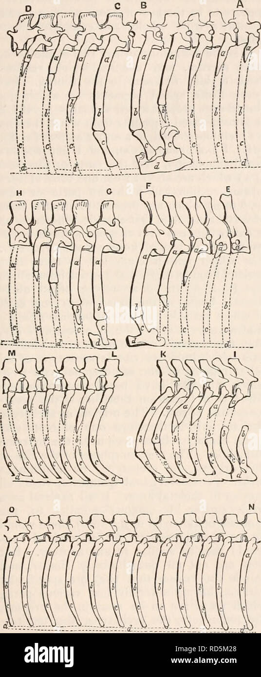 . The cyclopædia of anatomy and physiology. Anatomy; Physiology ...
