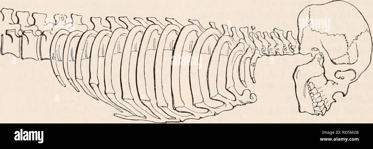 . The cyclopædia of anatomy and physiology. Anatomy; Physiology ...