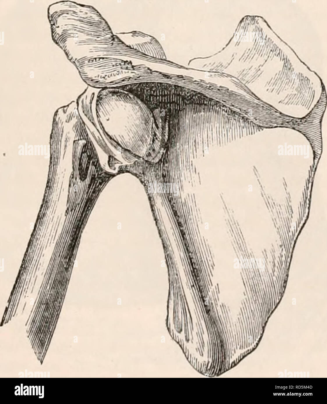 Subscapular fossa hi-res stock photography and images - Alamy
