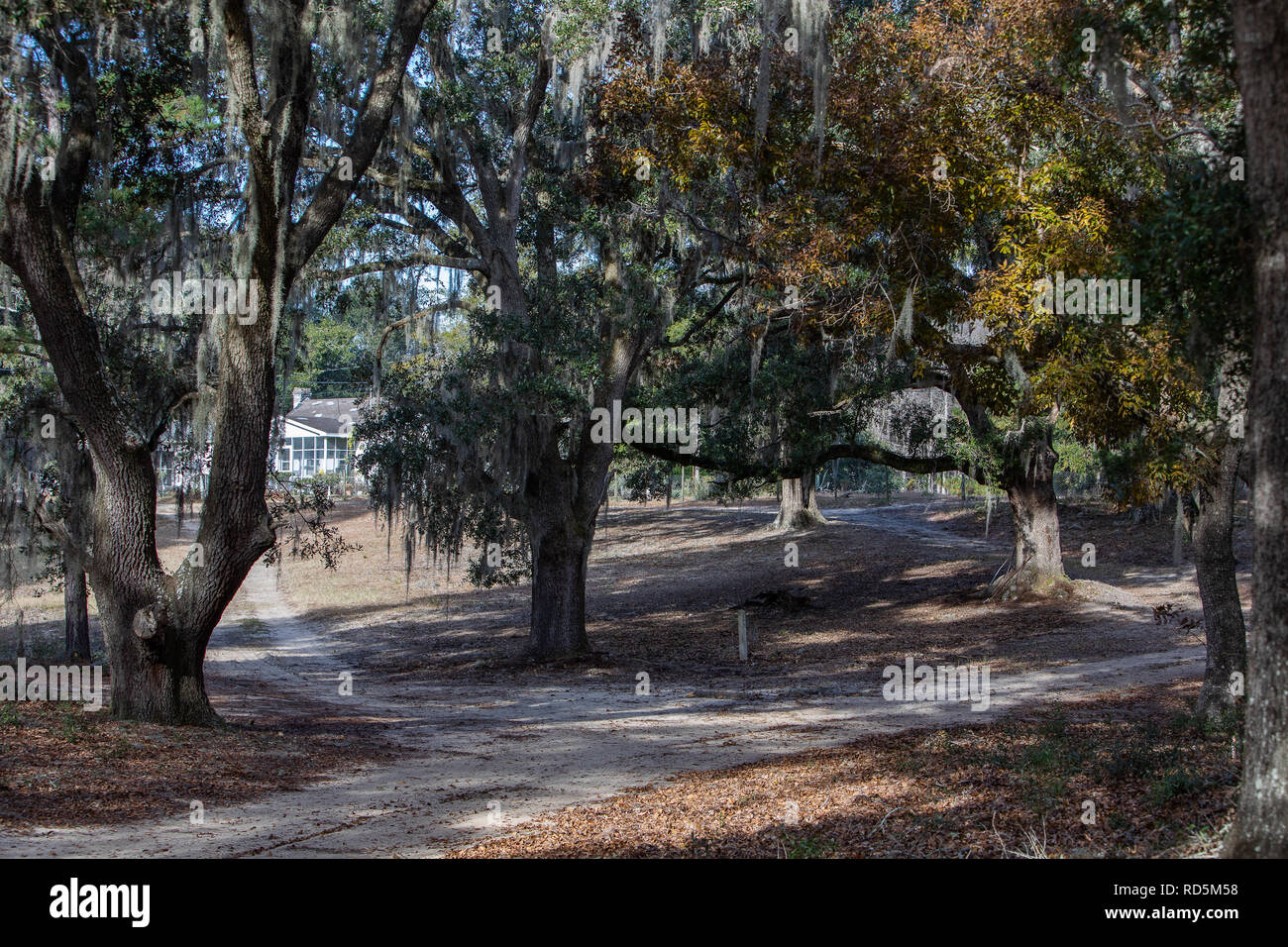 Sandy Island, South Carolina Stock Photo - Alamy