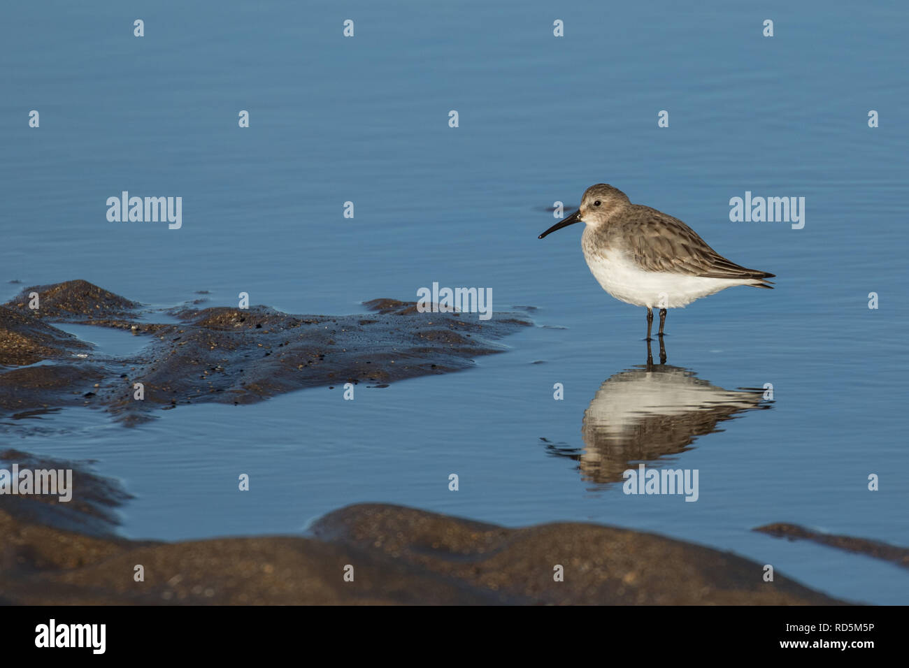 Dunlin in Winter plumage Stock Photo - Alamy