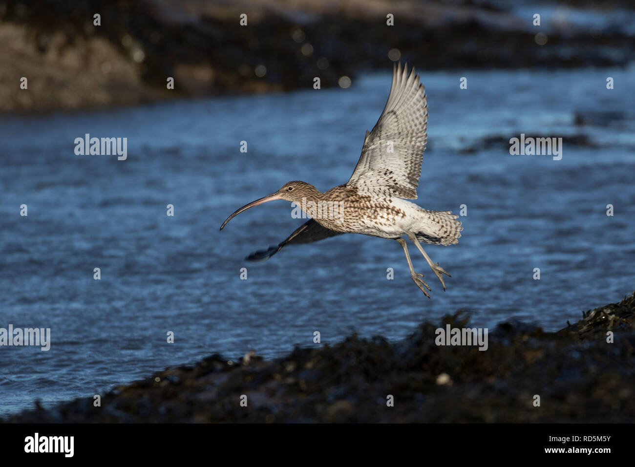 Curlew in flight Stock Photo - Alamy