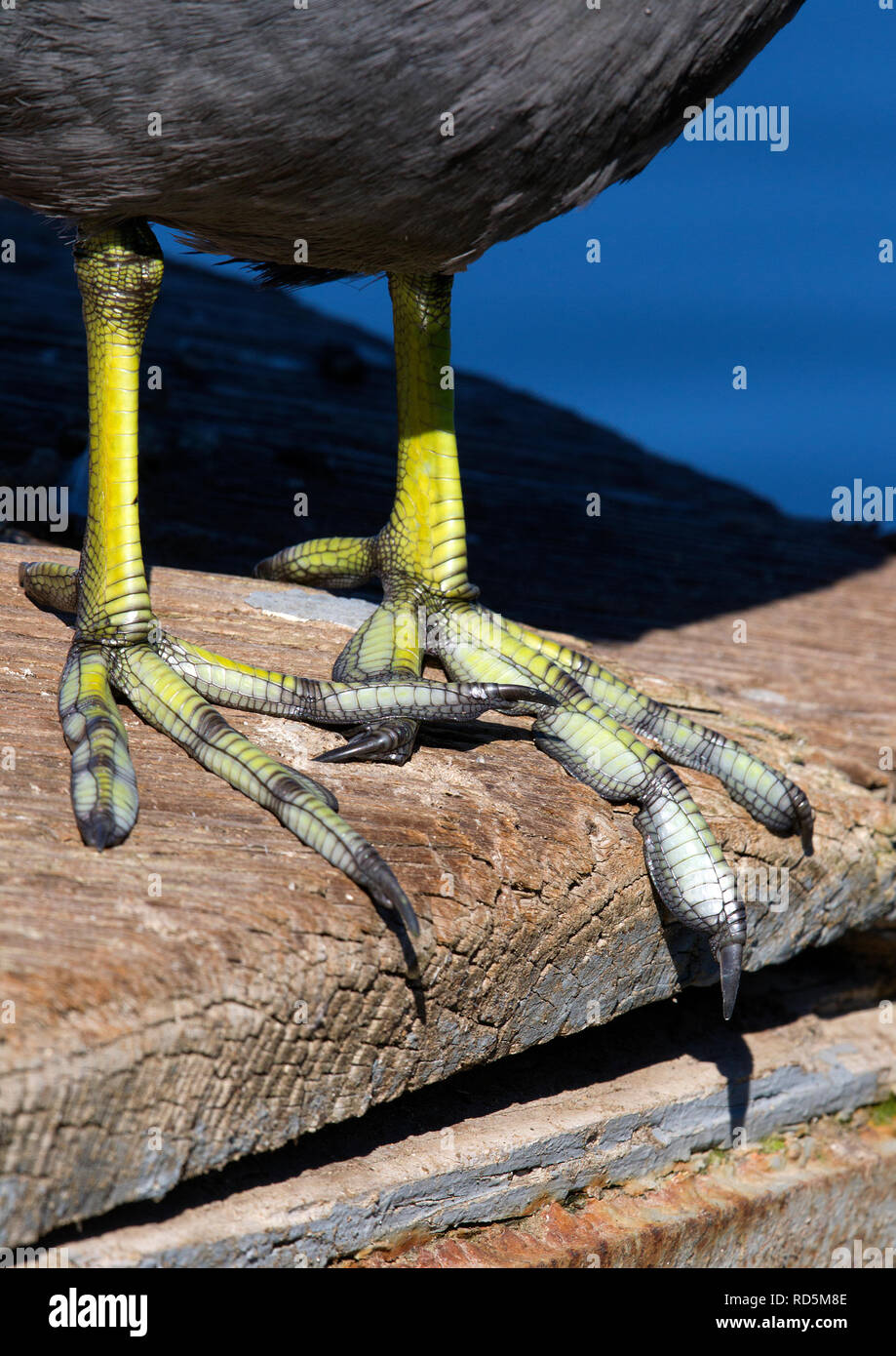 American coot feet hi-res stock photography and images - Alamy
