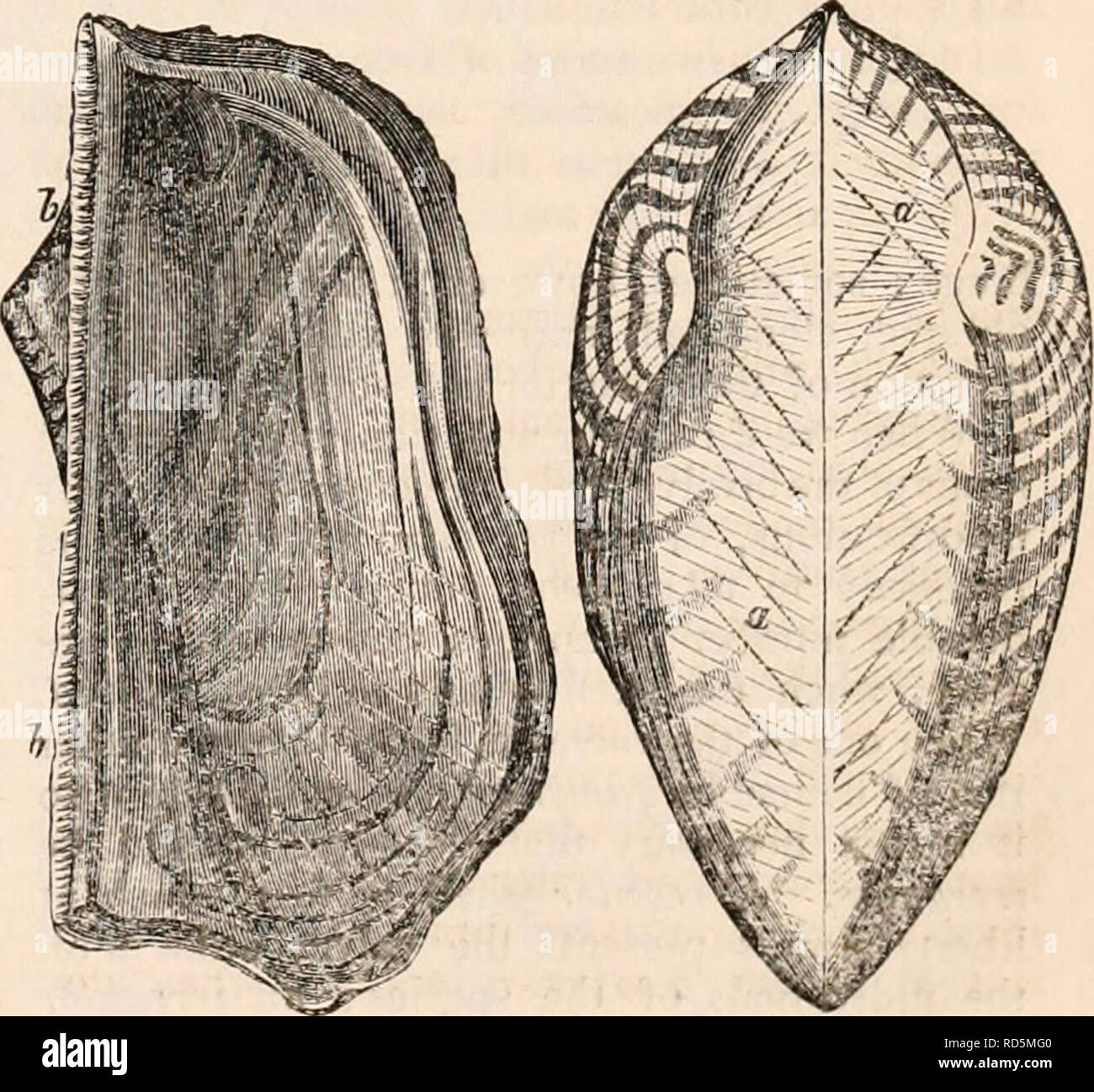 . The cyclopædia of anatomy and physiology. Anatomy; Physiology ...