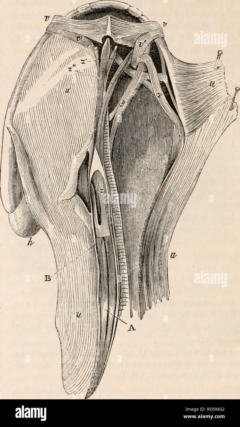 . The cyclopædia of anatomy and physiology. Anatomy; Physiology ...