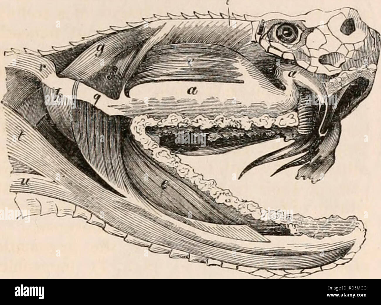 . The cyclopædia of anatomy and physiology. Anatomy; Physiology ...