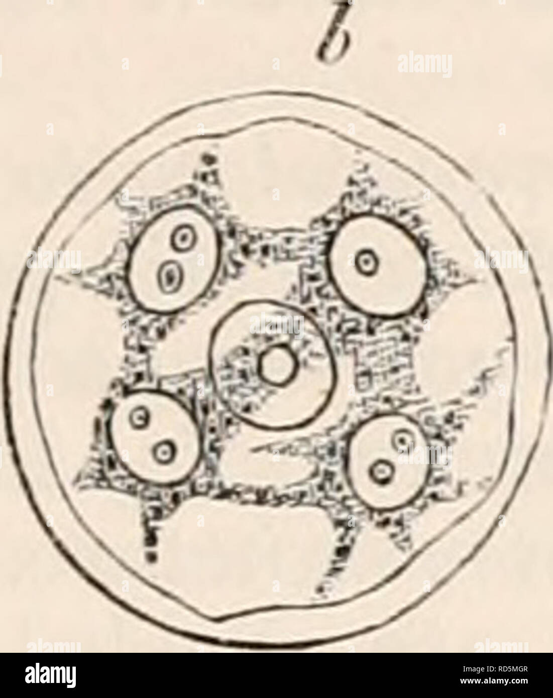 . The cyclopædia of anatomy and physiology. Anatomy; Physiology ...