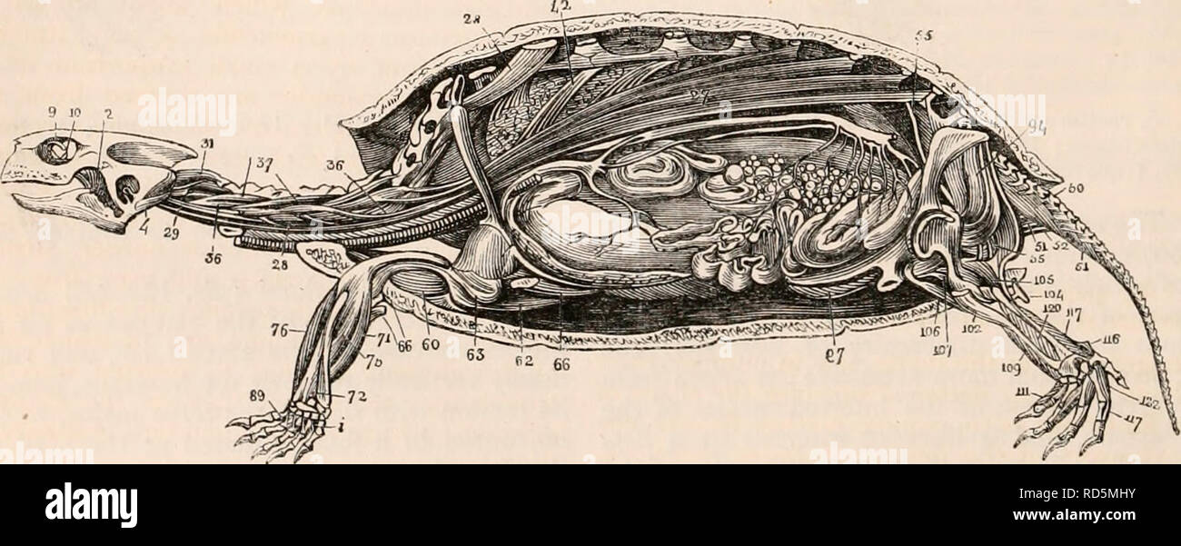 Tortoise Anatomy