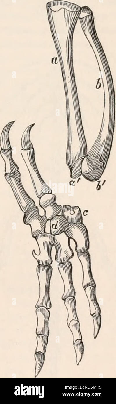 Tarsals And Carpals
