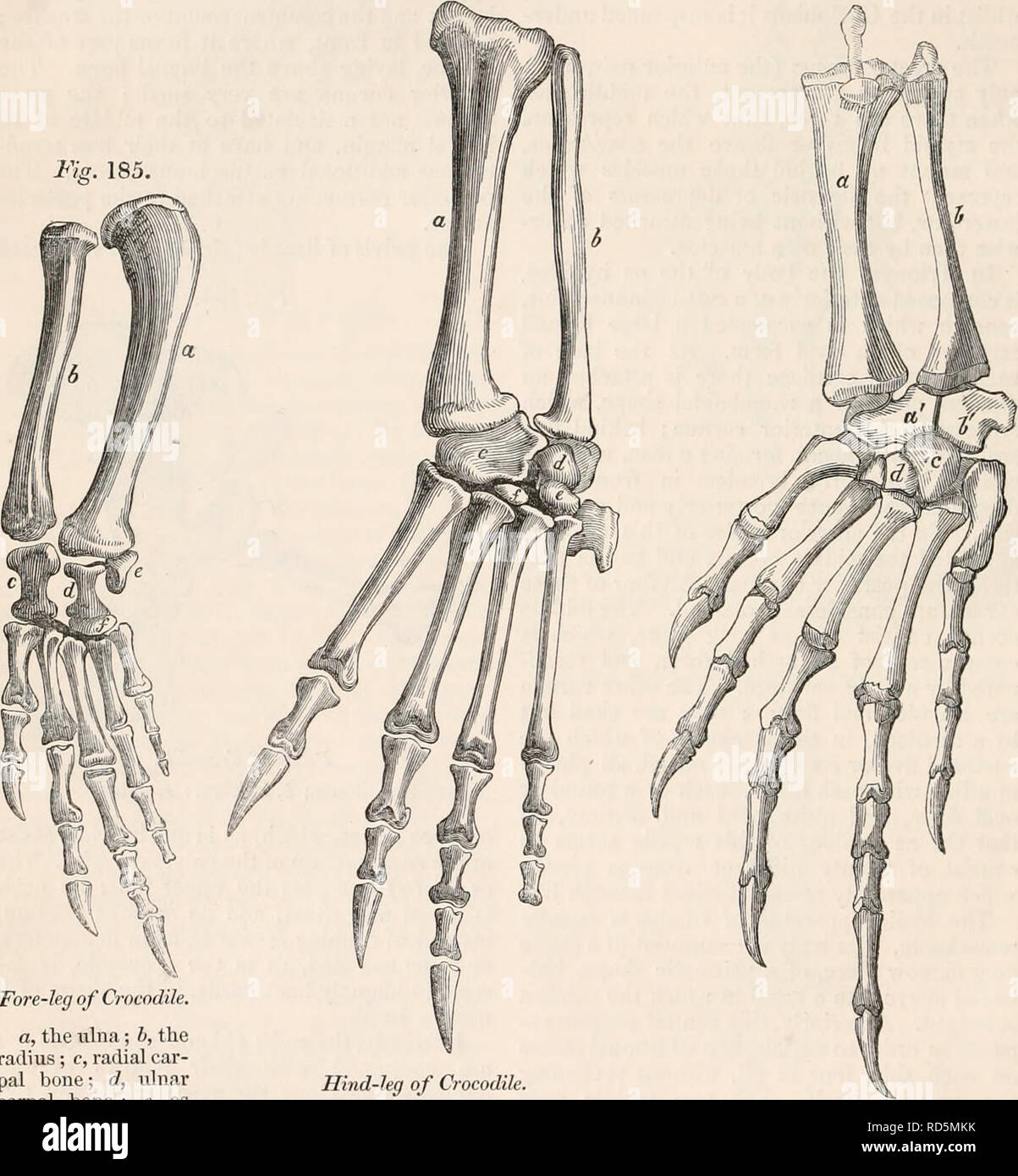 . The cyclopædia of anatomy and physiology. Anatomy; Physiology ...