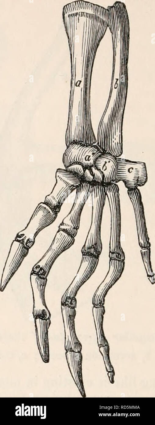 . The cyclopædia of anatomy and physiology. Anatomy; Physiology ...