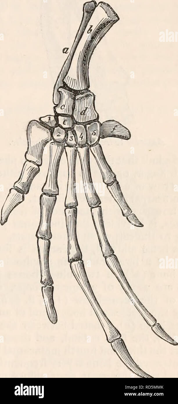 . The cyclopædia of anatomy and physiology. Anatomy; Physiology ...