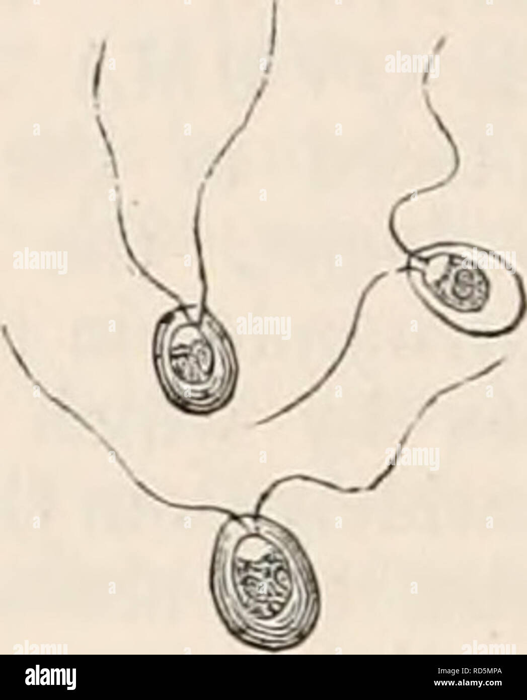 Protococcus hi-res stock photography and images - Alamy