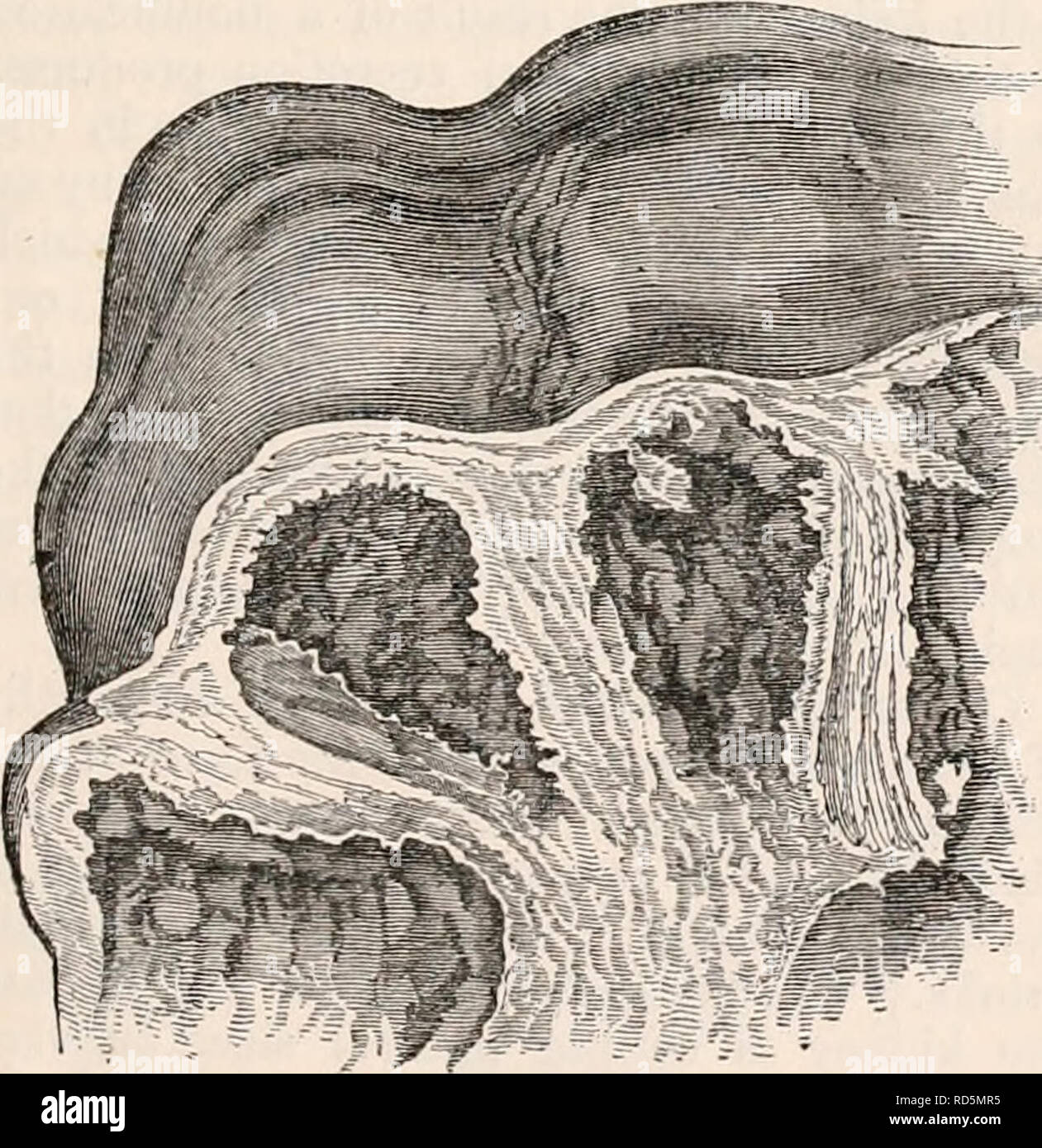 . The cyclopædia of anatomy and physiology. Anatomy; Physiology ...