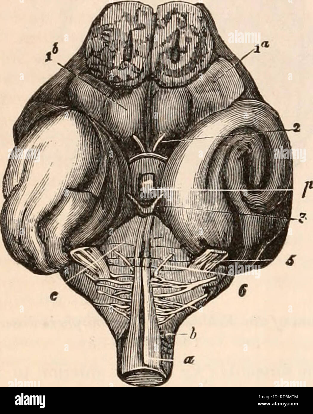 Transparent arachnoid hi-res stock photography and images - Alamy