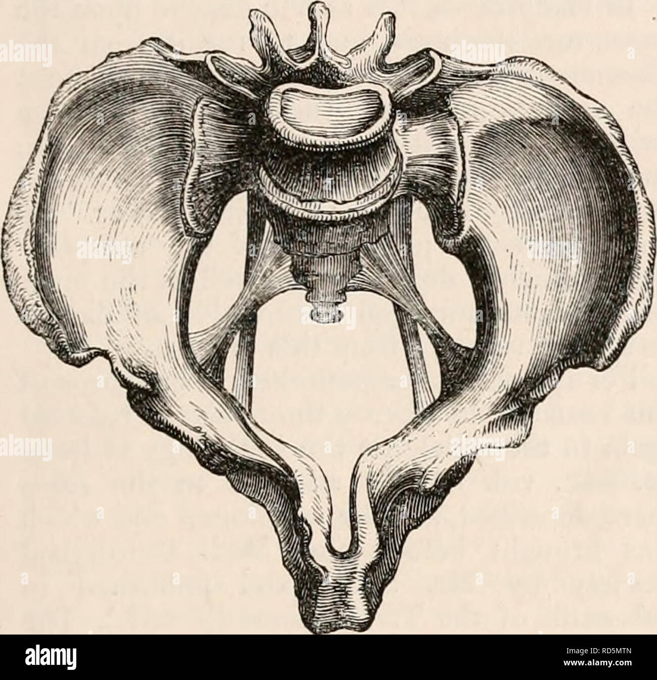 Pubic pubes hi-res stock photography and images - Alamy