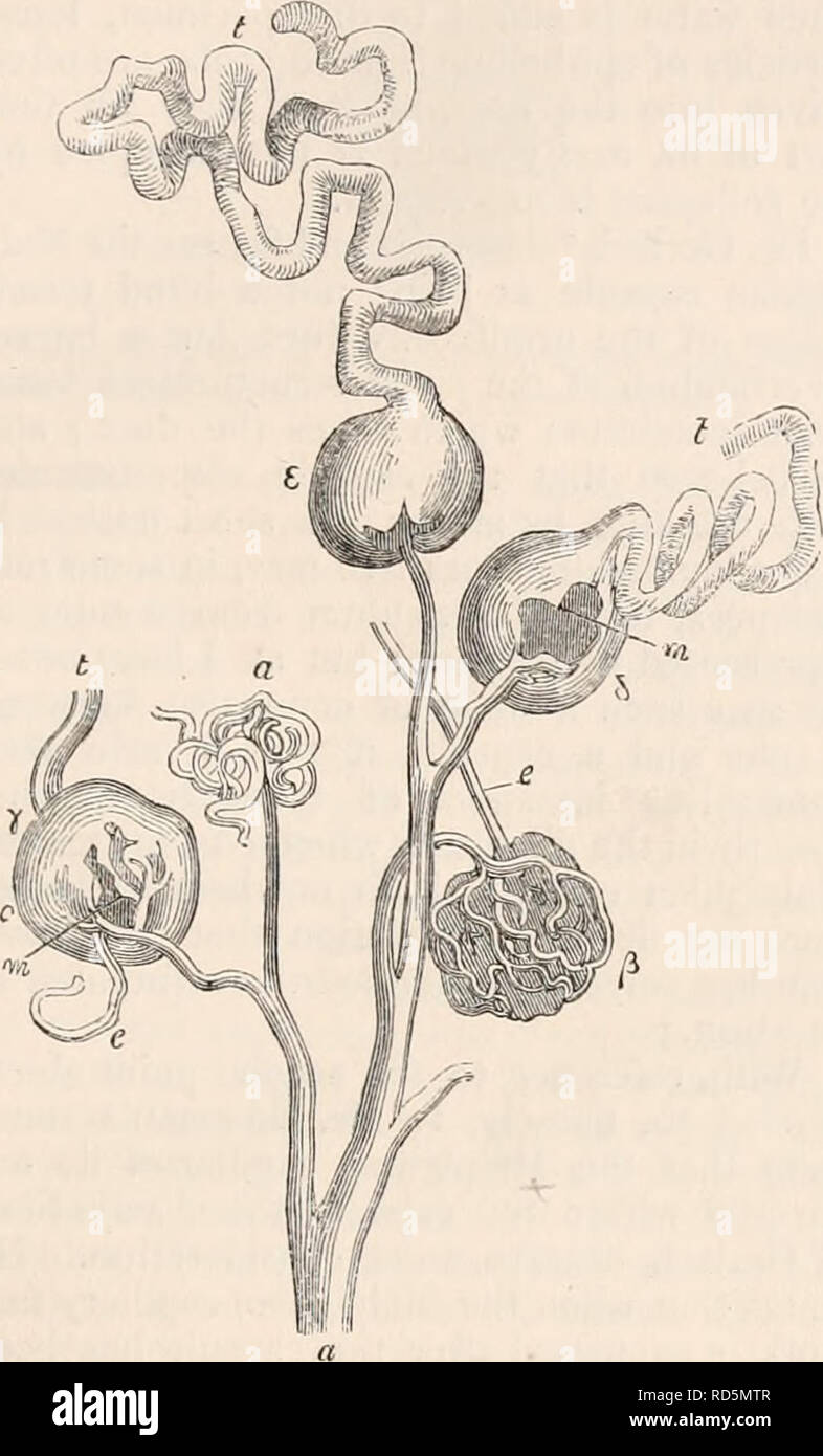 Terminal tuft hi-res stock photography and images - Alamy