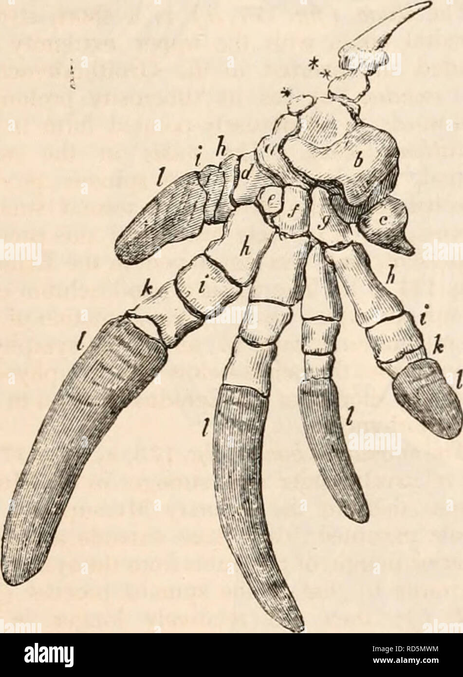 Echidna physiology hi-res stock photography and images - Alamy