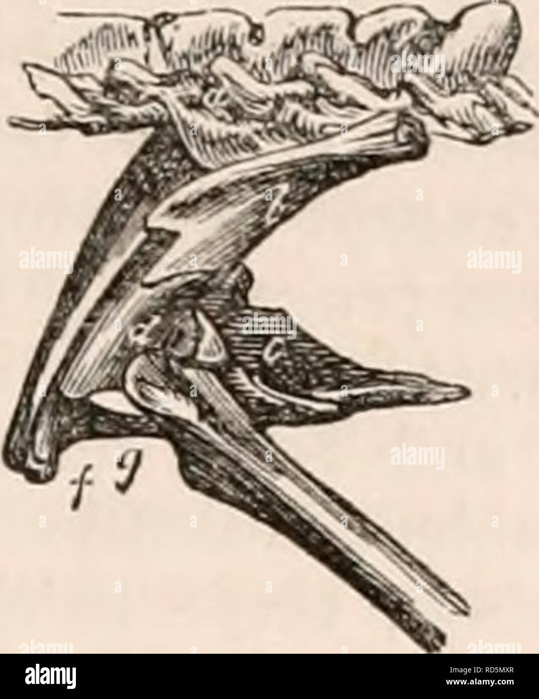 . The cyclopædia of anatomy and physiology. Anatomy; Physiology ...