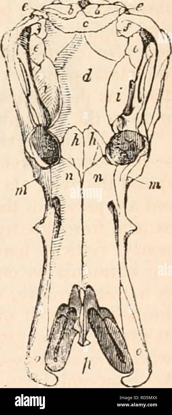 Echidna physiology hi-res stock photography and images - Alamy