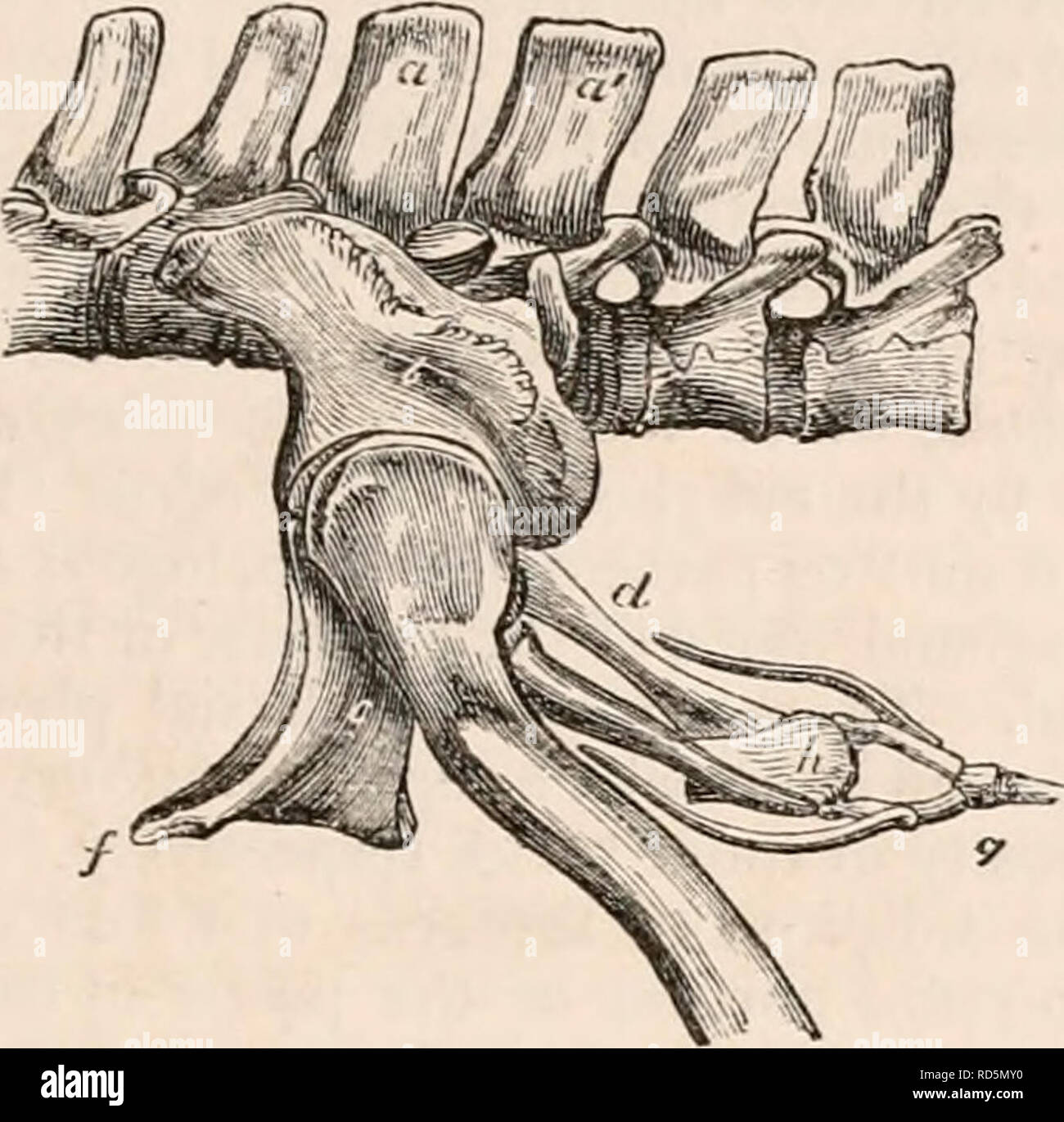 . The cyclopædia of anatomy and physiology. Anatomy; Physiology ...