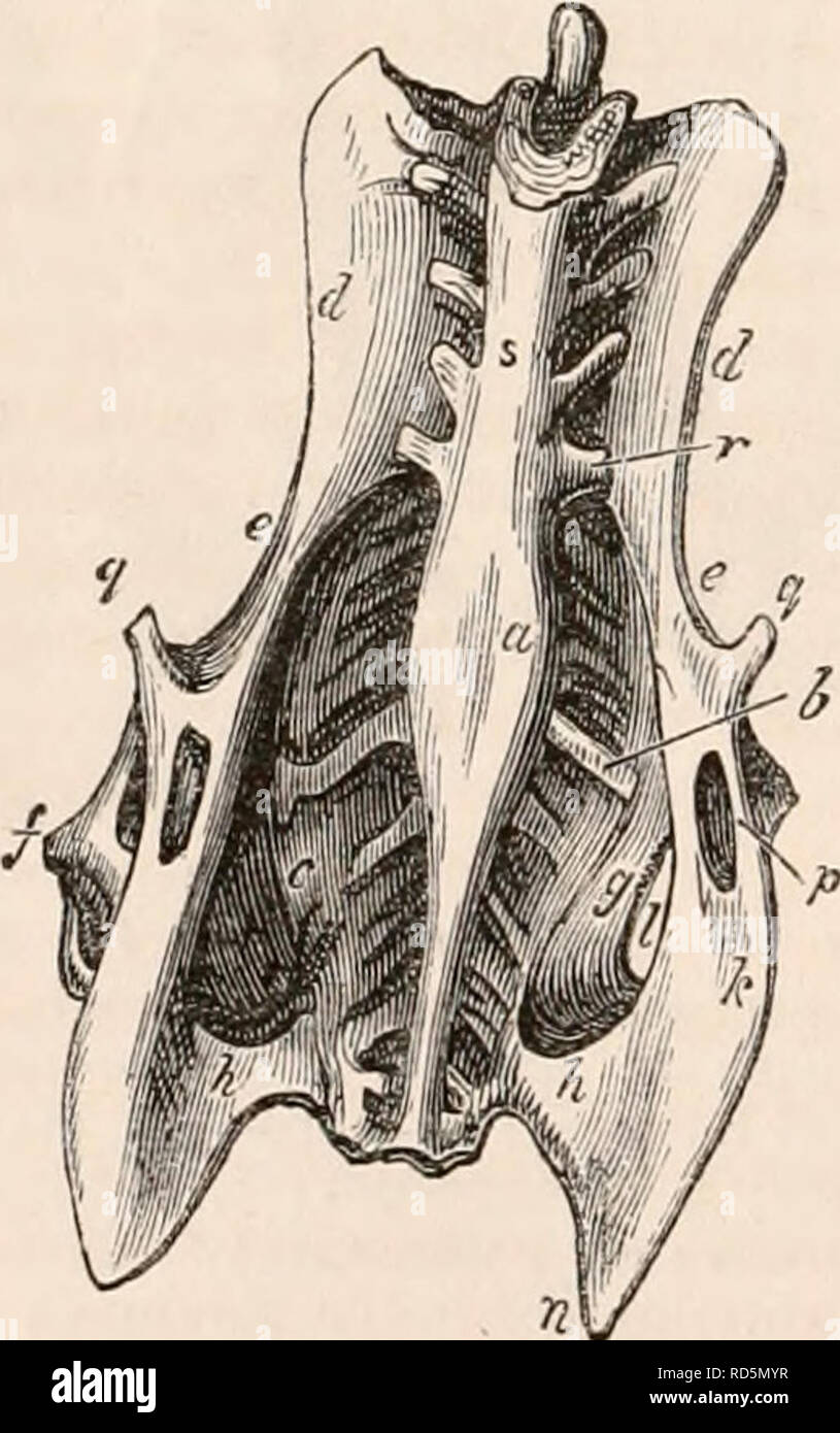 Transverse Ridge Sacrum