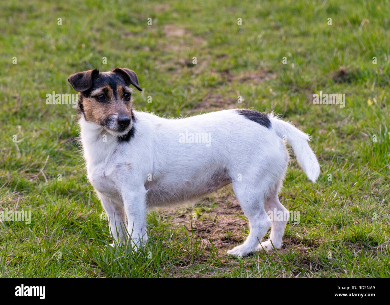 UK, April 2015: White Jack Russell standing in a field Stock Photo - Alamy