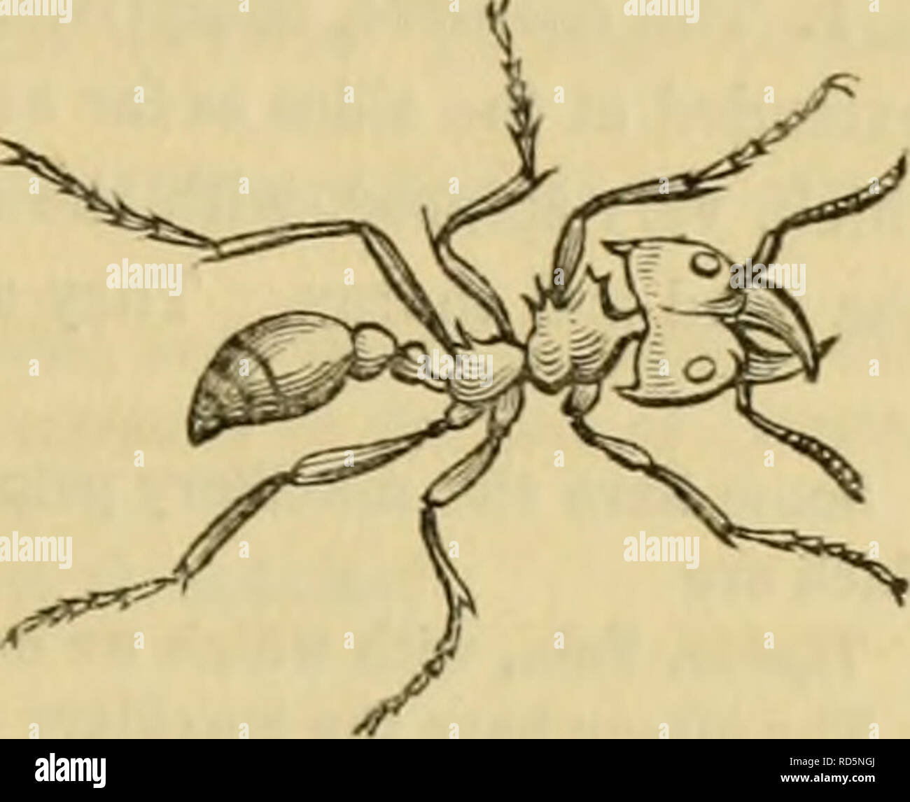 Amazon man 3 hi-res stock photography and images - Alamy