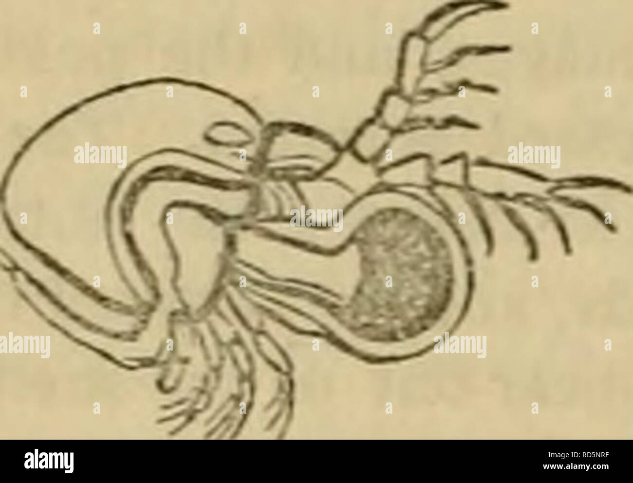 . Cuvier's animal kingdom : arranged according to its organization ...