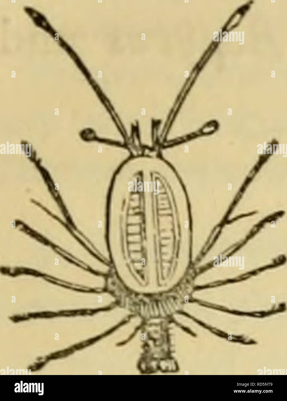 . Cuvier's animal kingdom : arranged according to its organization ...