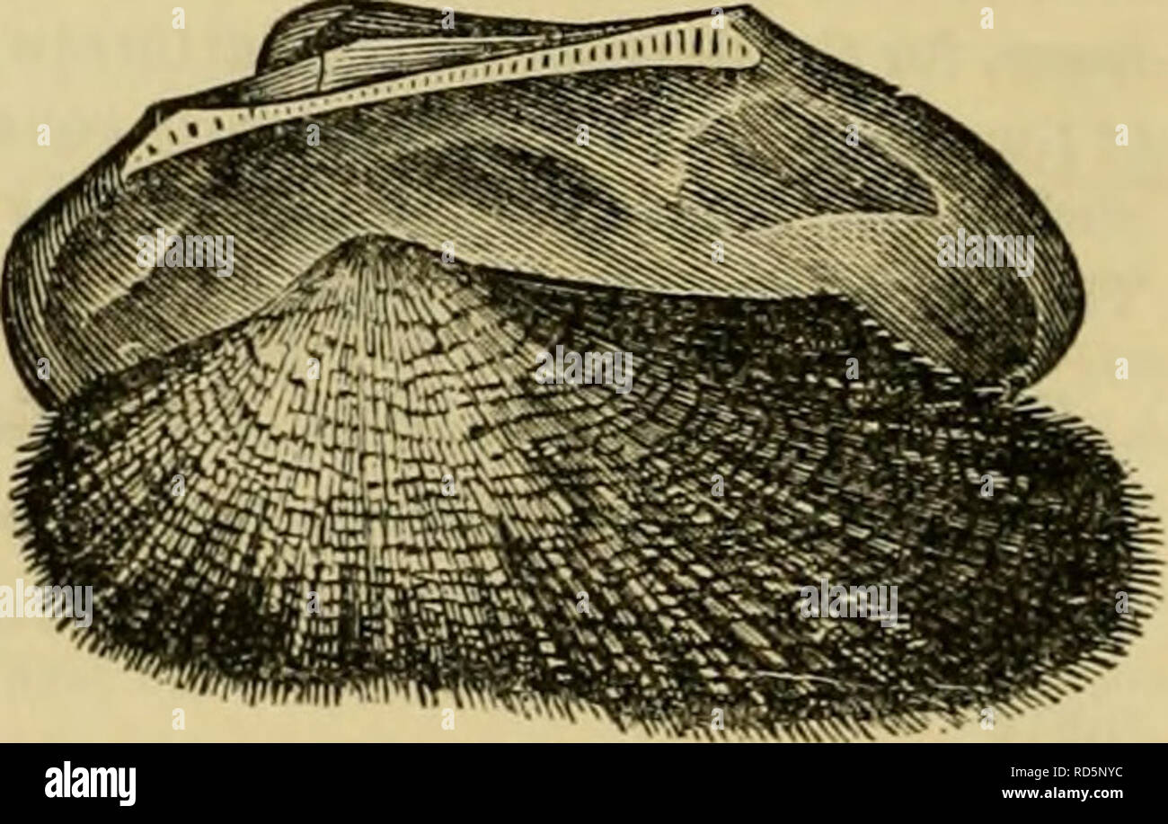 . Cuvier's animal kingdom : arranged according to its organization ...