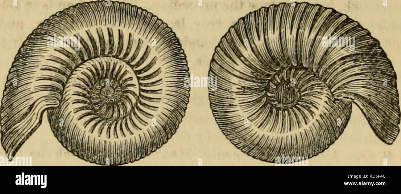 Ammonites snake hi-res stock photography and images - Alamy